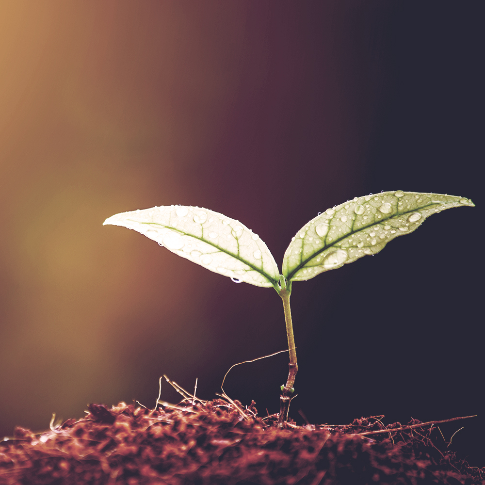 The power of sowing the right seed | 1Africa